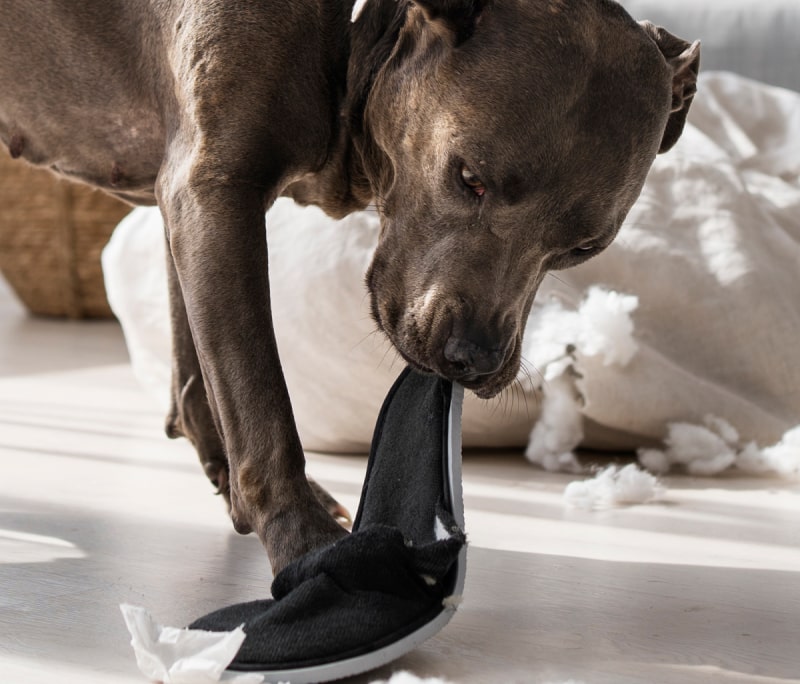 Destructive Behaviour - Back to Balance Canine Behaviourist