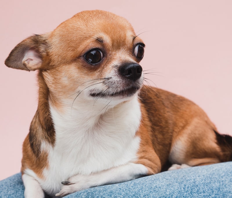 Dog is Possessive - Back to Balance Canine Behaviourist