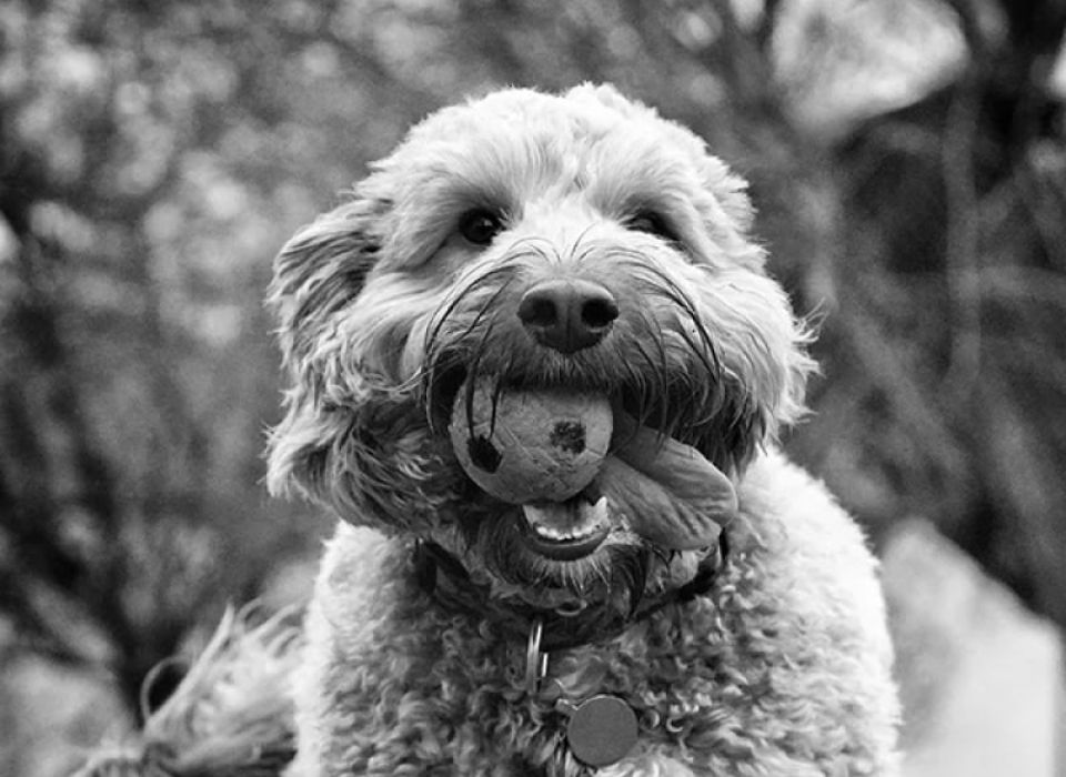 Cockapoo Behaviour - Back to Balance Canine Behaviourist